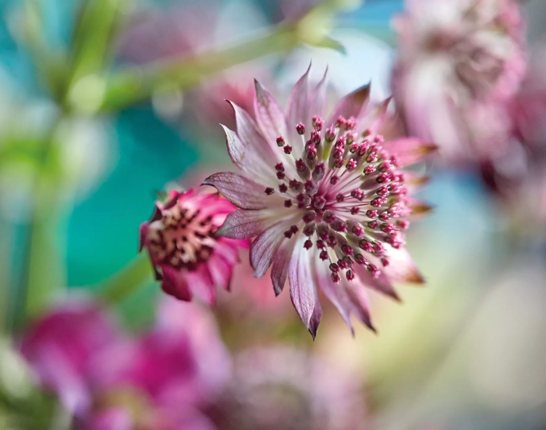 Astrantia 25 stems per bunch | Marginpar